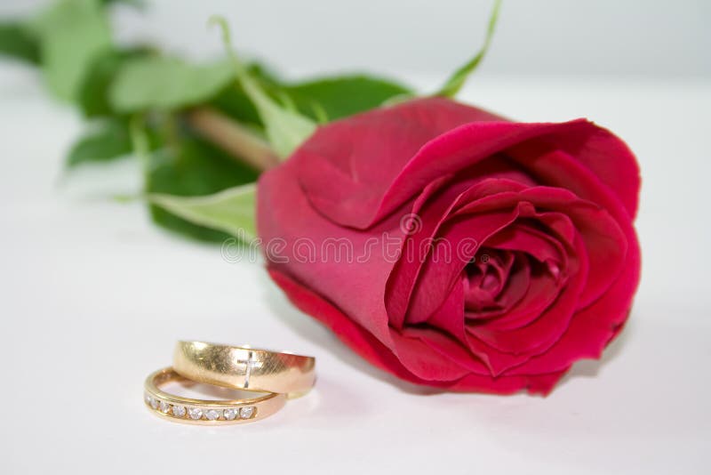Red rose and rings. stock image. Image of sacred, loving - 13012433