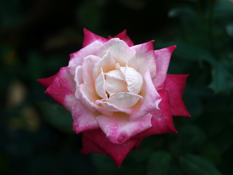 Red Rose stock image. Image of color, dark, rose, rich - 33330789