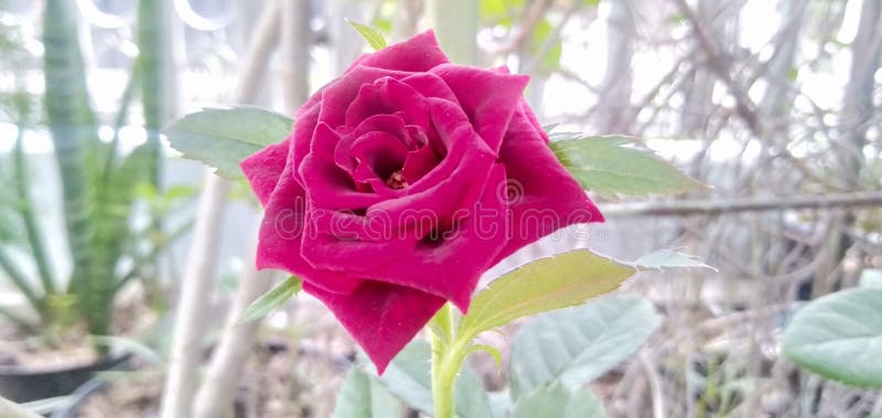 Red Rose Rise and Shine Around the Garden Stock Image - Image of shrub ...