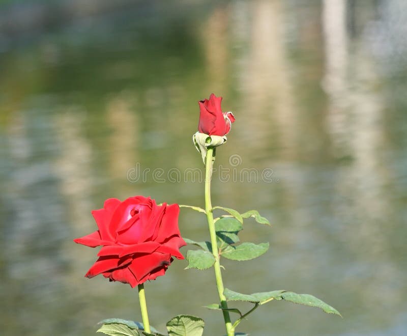 Rose River In Shenandoah National Park Forest VA Stock Photo - Image of ...