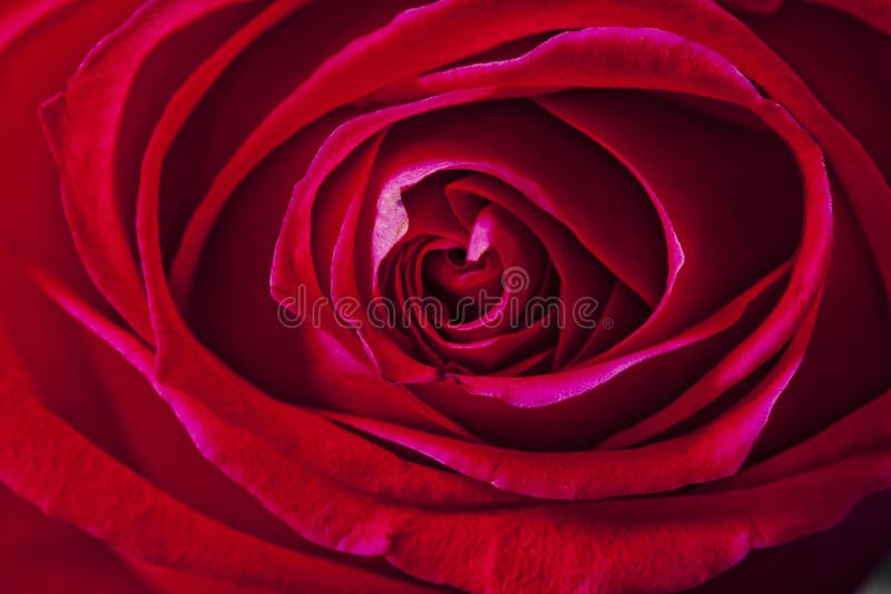 Red Rose stock photo. Image of abstract, objects, closeup - 31237748