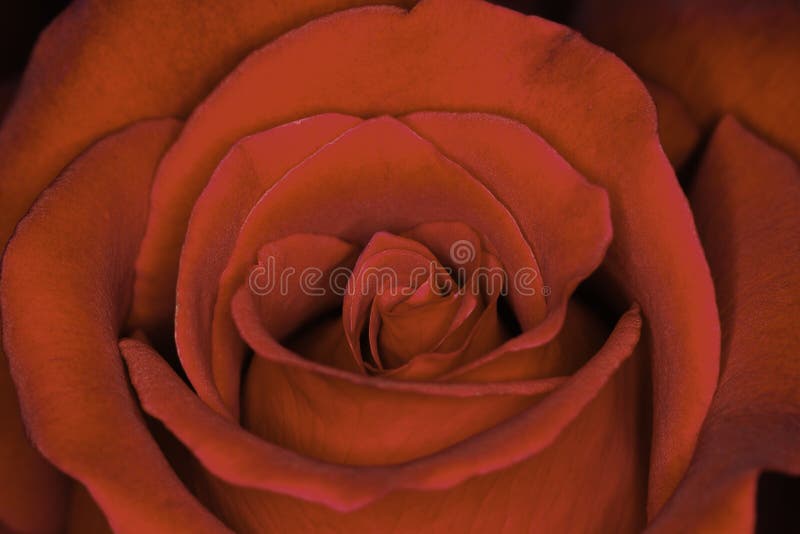 Red Rose Rosa Sp. Head Full Bloom Close-up Stock Image - Image of ...