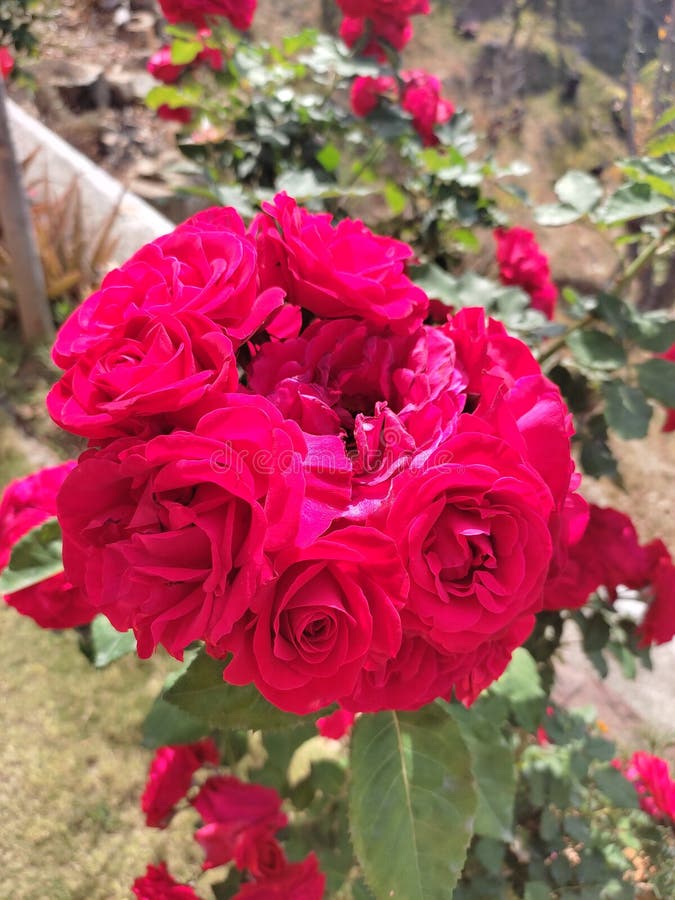 Red rose stock photo. Image of lovely, normal, rose - 217774540