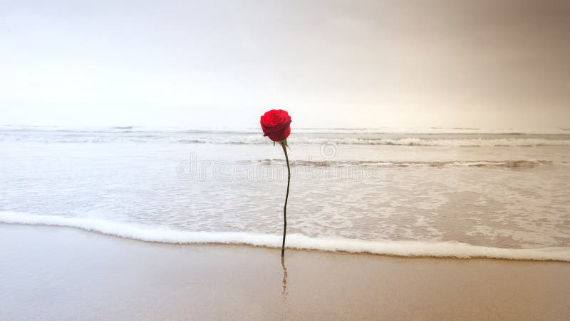 Red rose in the sand stock photo. Image of abstract, landscape - 57573900
