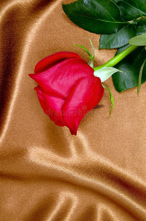 Red rose on satin fabric stock image. Image of fresh - 29218335