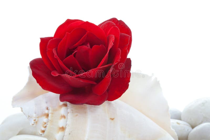 Red Rose on Sea Shell stock image. Image of heart, giving - 20455503