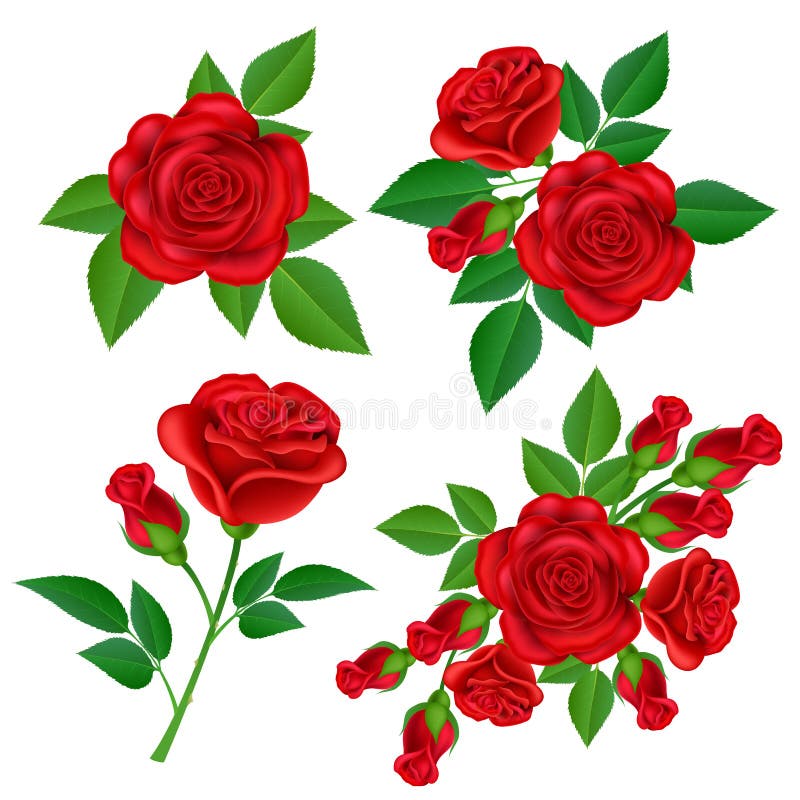 Red Rose Set with Green Leaf, Isolated on White Stock Vector ...