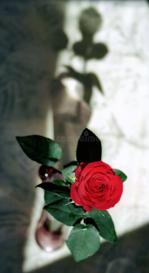 Flower Adown Stock Photos - Free & Royalty-Free Stock Photos from ...