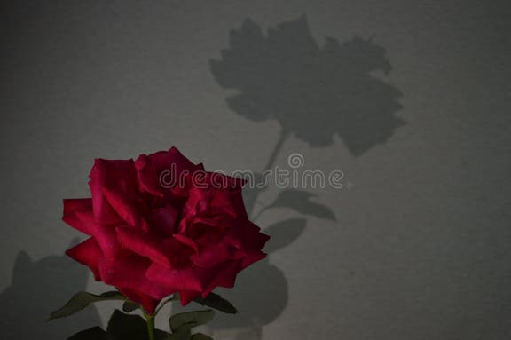 Red rose and shadow stock image. Image of white, petal - 329448237