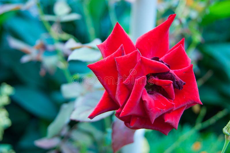 Red Rose with Sharp Corner Petals on a Blurry Background of Green Grass ...