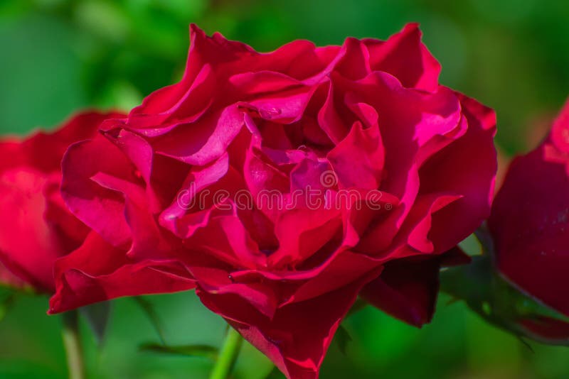 Red Rose stock photo. Image of green, sharp, petals - 223923374