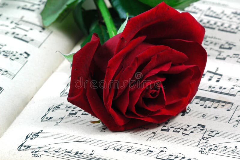 Red rose and sheet music stock photo. Image of black, passion - 5506796