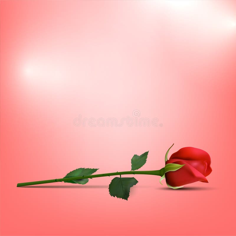 Red Rose on Shiny Pink Background with Place for Text Stock Vector ...