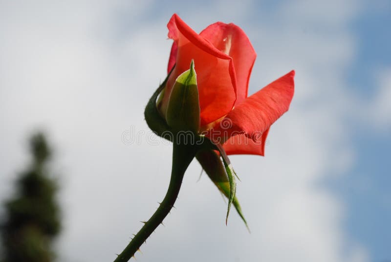 Red rose stock photo. Image of shot, beauty, garden, nature - 65046790