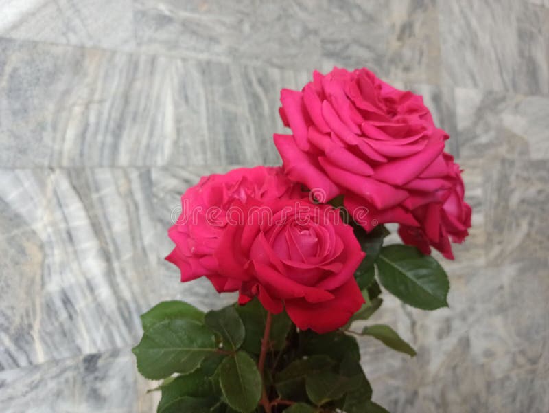 Red rose shot-close-up stock photo. Image of holiday - 321276600