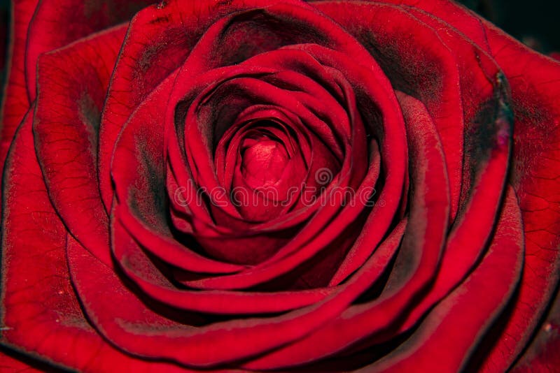 Red rose stock photo. Image of rose, blossom, flower - 233603604
