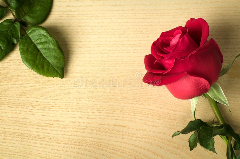 Red Rose Side on Wood and Green Leaves Stock Image - Image of single ...