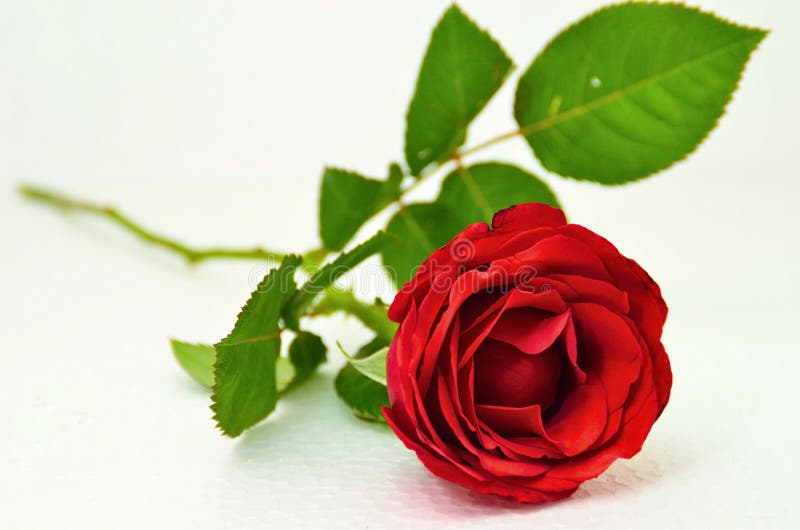 Red rose is a sign of love stock image. Image of rose - 302954175