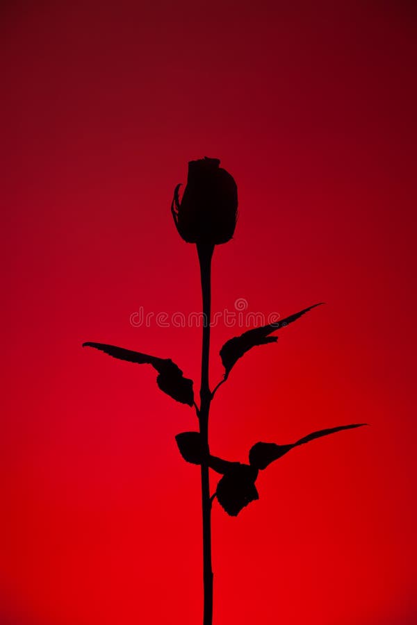 Red Rose Silhouette stock photo. Image of holiday, love - 11612756