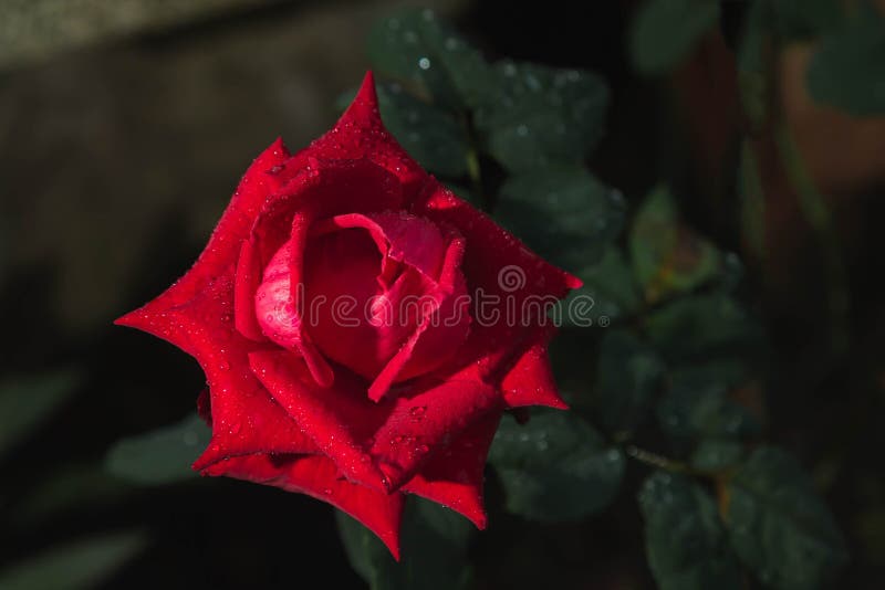 Red Rose- Single Red Rose Growing with Greenery in the Background ...