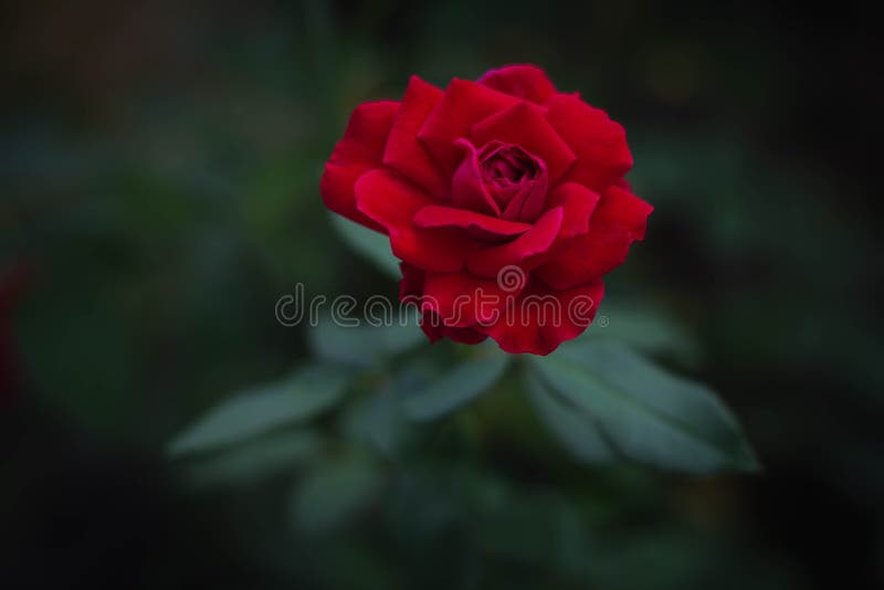 Red Rose- Single Red Rose Growing with Greenery in the Background ...