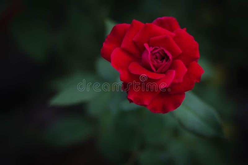 Red Rose- Single Red Rose Growing with Greenery in the Background ...