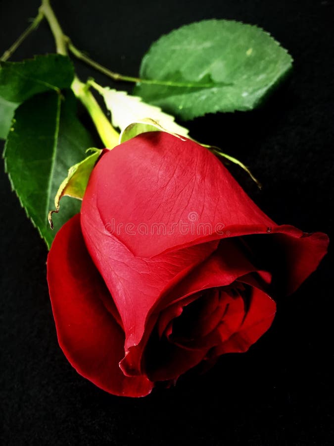 309 One Long Stem Red Rose Stock Photos - Free & Royalty-Free Stock ...
