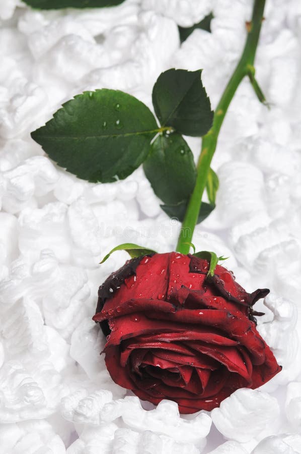 Red rose. stock image. Image of beautiful, pack, fragrant - 55334515