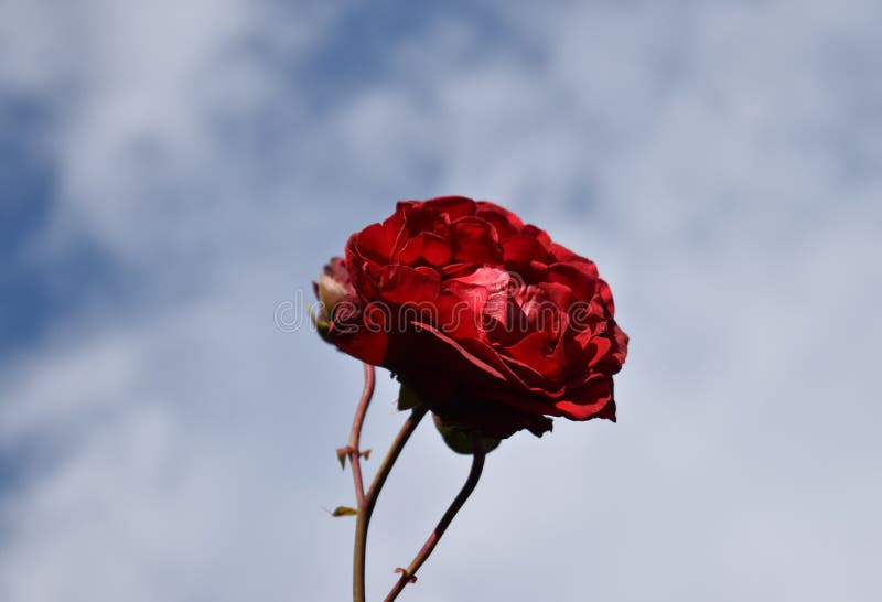 Red Rose, Sky in the Backround Stock Image - Image of sunshine ...