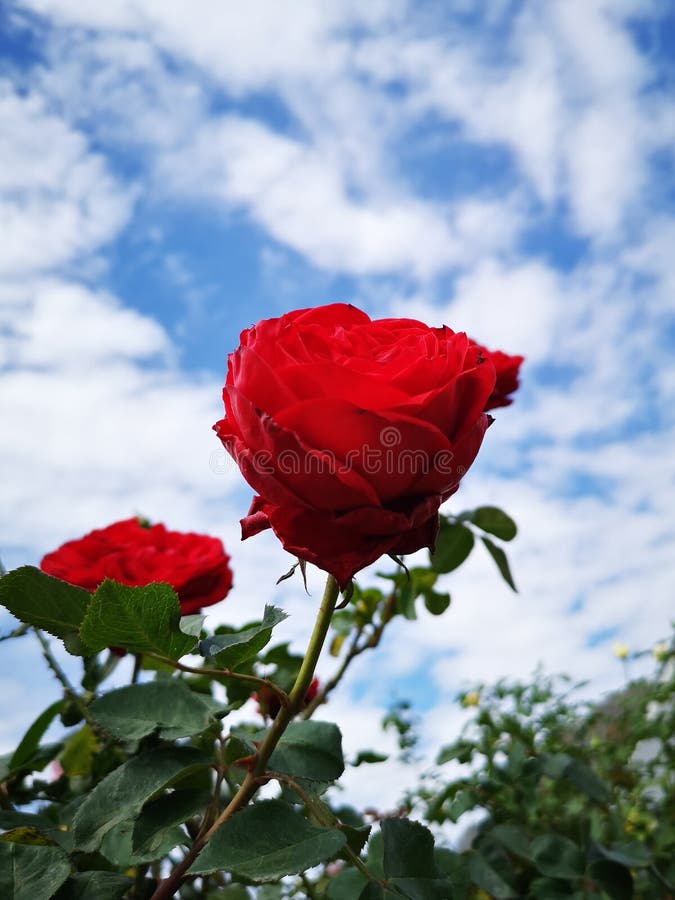 Red Rose on Sky stock image. Image of thailand, rose - 222952383