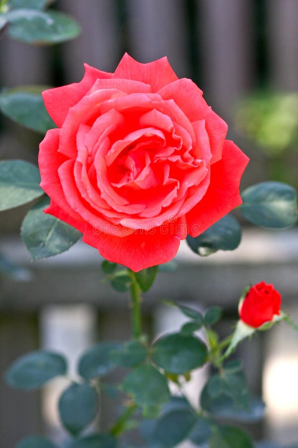 Small red rose stock image. Image of fresh, valentine - 78525575