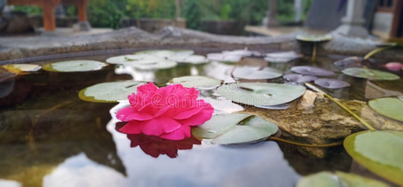Red Rose in Small Lotus Pool Stock Image - Image of lotus, rose: 202621881