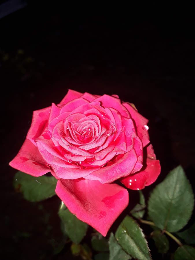 Red Rose smiling stock photo. Image of rose, nature - 174854132