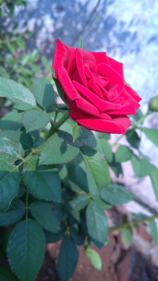 Red rose stock photo. Image of still, baby, smiling, rose - 91265726