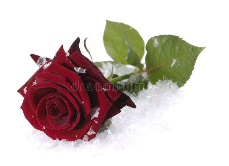 Red rose in the snow stock photo. Image of christmas - 18610244