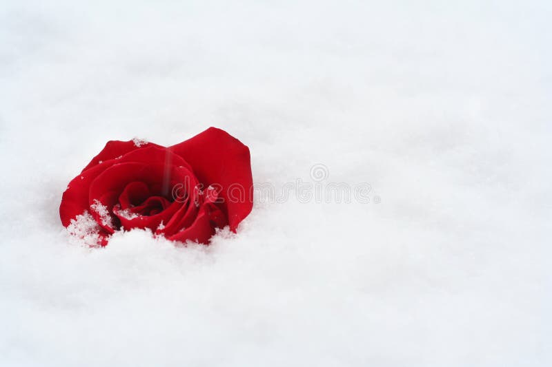 Red rose in snow stock photo. Image of bury, copy, burial - 17162030