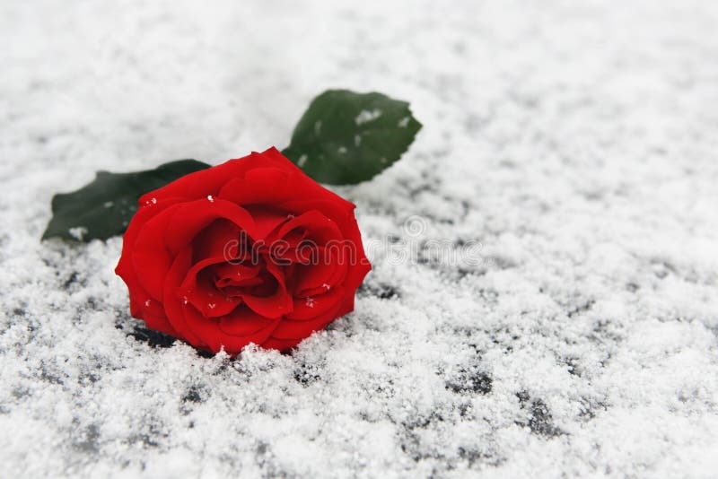 Red rose in the snow stock photo. Image of christmas - 18610244