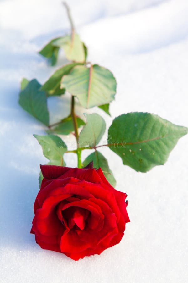 Red rose in snow stock photo. Image of rose, close, flower - 49186576