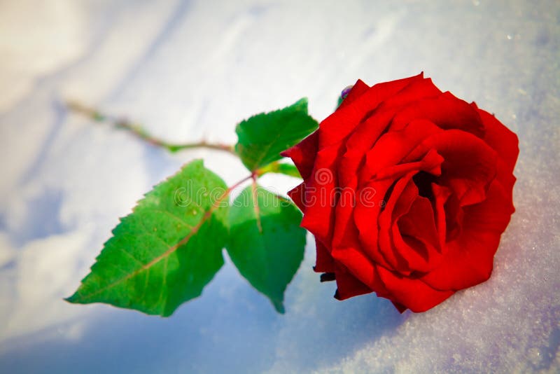 Red rose on snow. stock photo. Image of roses, snow, petal - 24320722