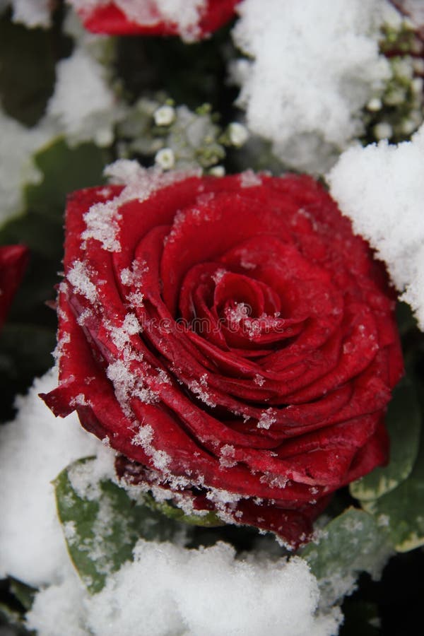 Red rose in the snow stock photo. Image of snowflakes - 28148704
