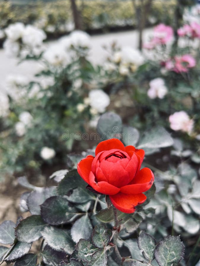 Red rose in snow stock photo. Image of petal, wildflower - 266884458