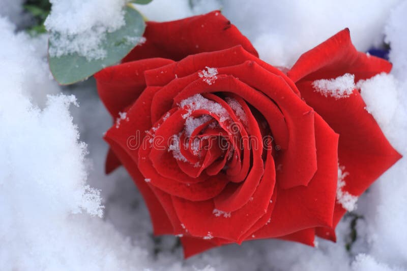 Red rose in the snow stock photo. Image of christmas - 136044324