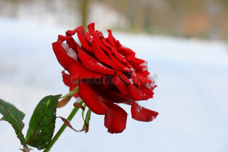 Red rose in the snow stock image. Image of blossom, frozen - 86077191