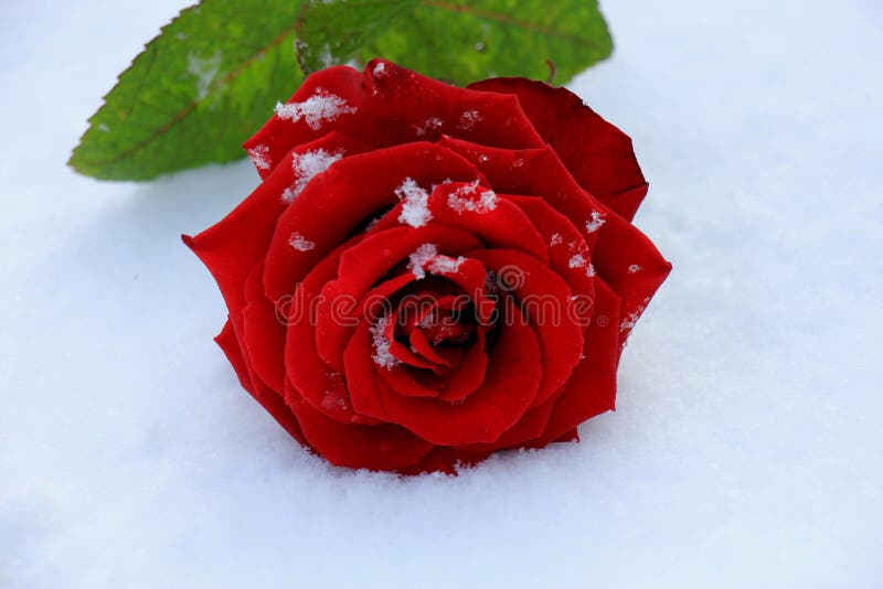 Red rose in the snow stock photo. Image of snow, petals - 86077318