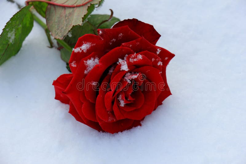 Red rose in the snow stock image. Image of blooming, frozen - 86077409