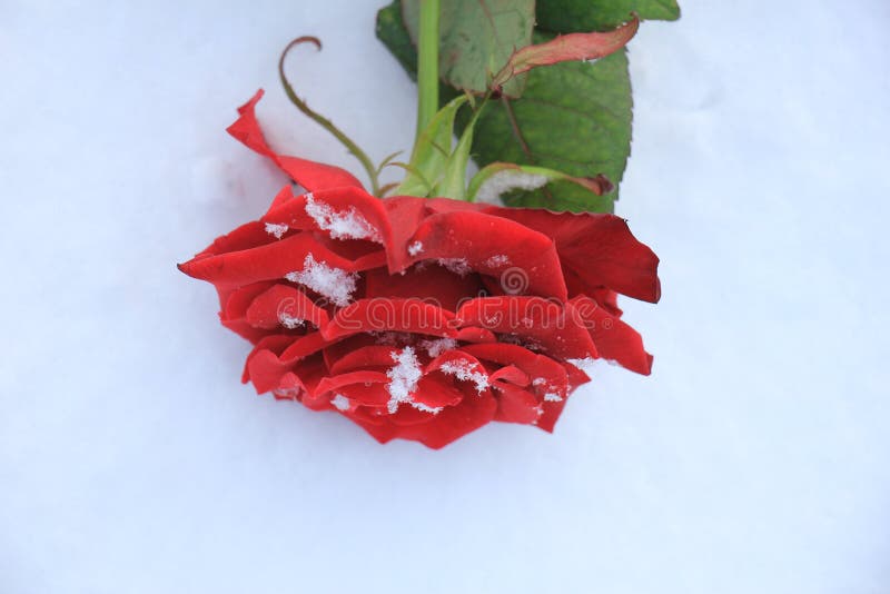 Red rose in the snow stock photo. Image of cold, flora - 89795384
