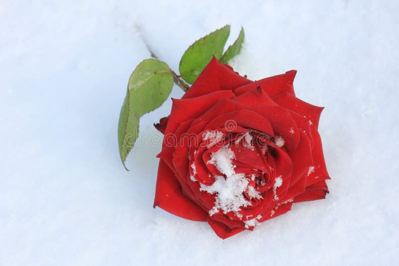 Red rose in the snow stock image. Image of flora, blooming - 95474397