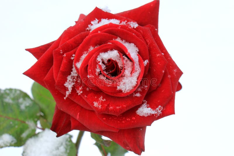 Red rose in the snow stock photo. Image of blooming, concept - 95474704