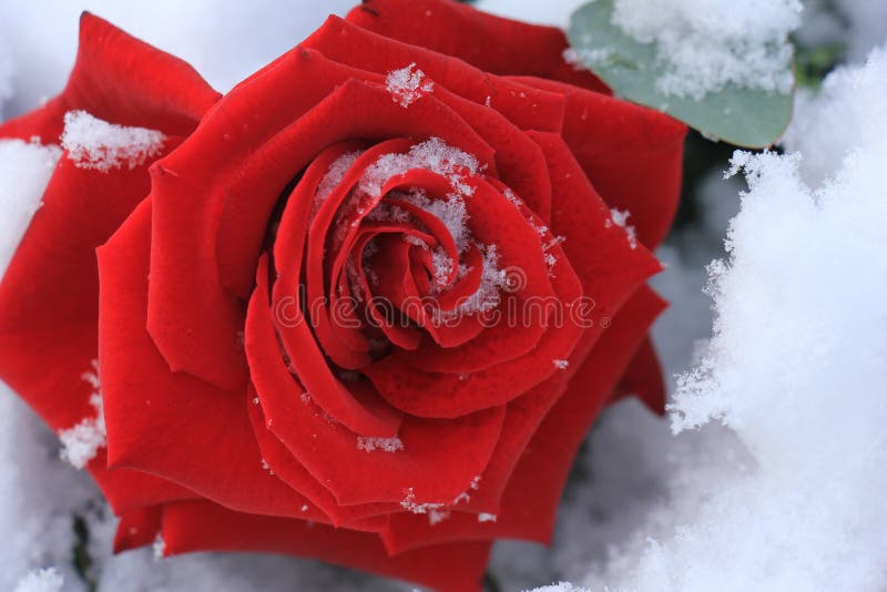Red rose in the snow stock photo. Image of crystal, nature - 95474898