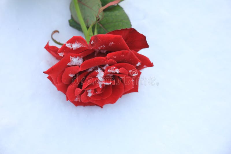 Red rose in the snow stock image. Image of nature, frozen - 103364237